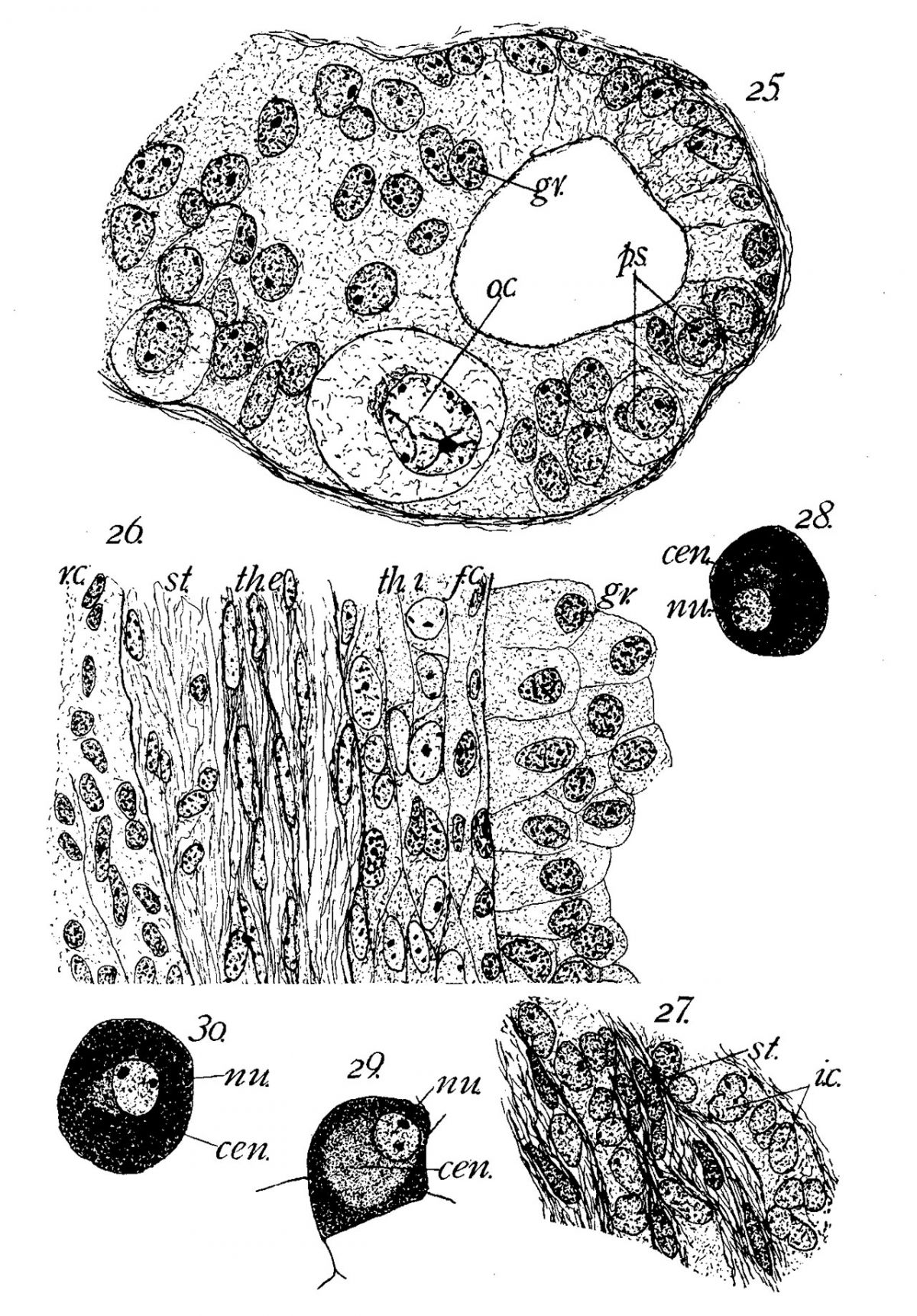 Paper - The embryonic development of the ovary and testis of the ...