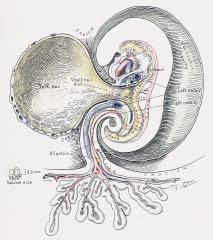 Yolk Sac Development - Embryology