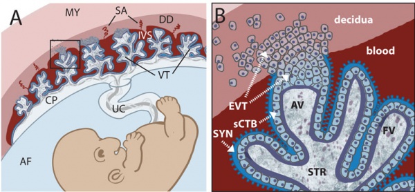 2010 Lecture 8 - Embryology