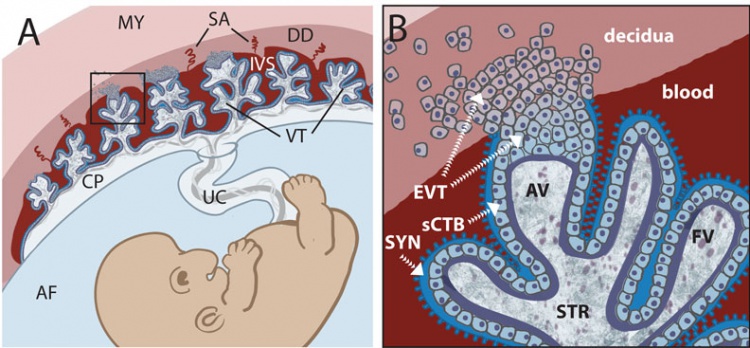 ACPS Seminar 2014 - Implantation - Embryology