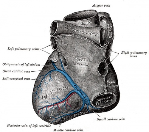 Cardiovascular System - Coronary Circulation Development - Embryology