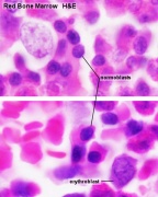Cardiovascular System - Blood Development - Embryology