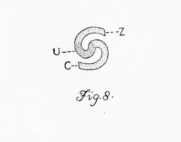 Paper - The course of the Wolffian tubules in mammalian embryos ...