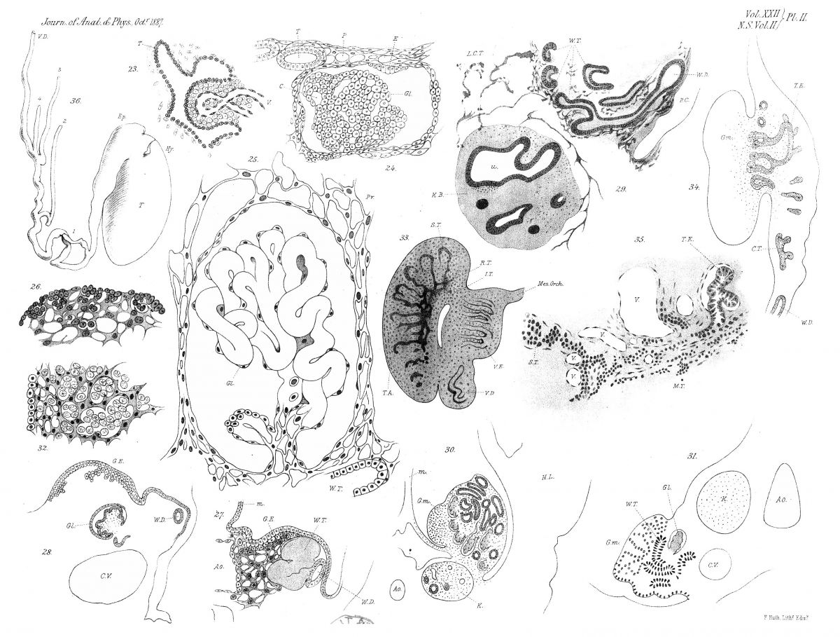 Paper - Development and transition of the testis, normal and abnormal 2 ...