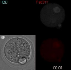 Zygote - Embryology