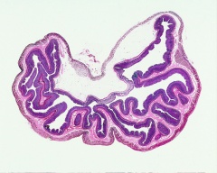 Gastrointestinal Tract - Histology - Embryology