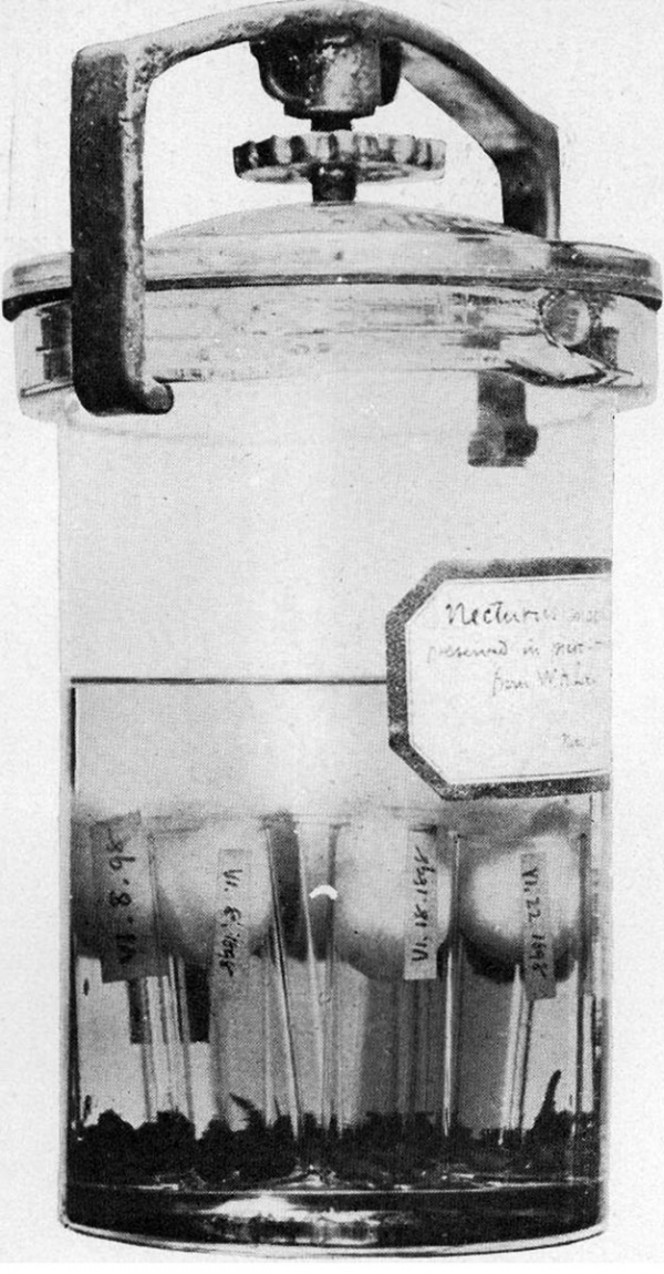 Paper - The Harvard Embryological Collection (1905) - Embryology