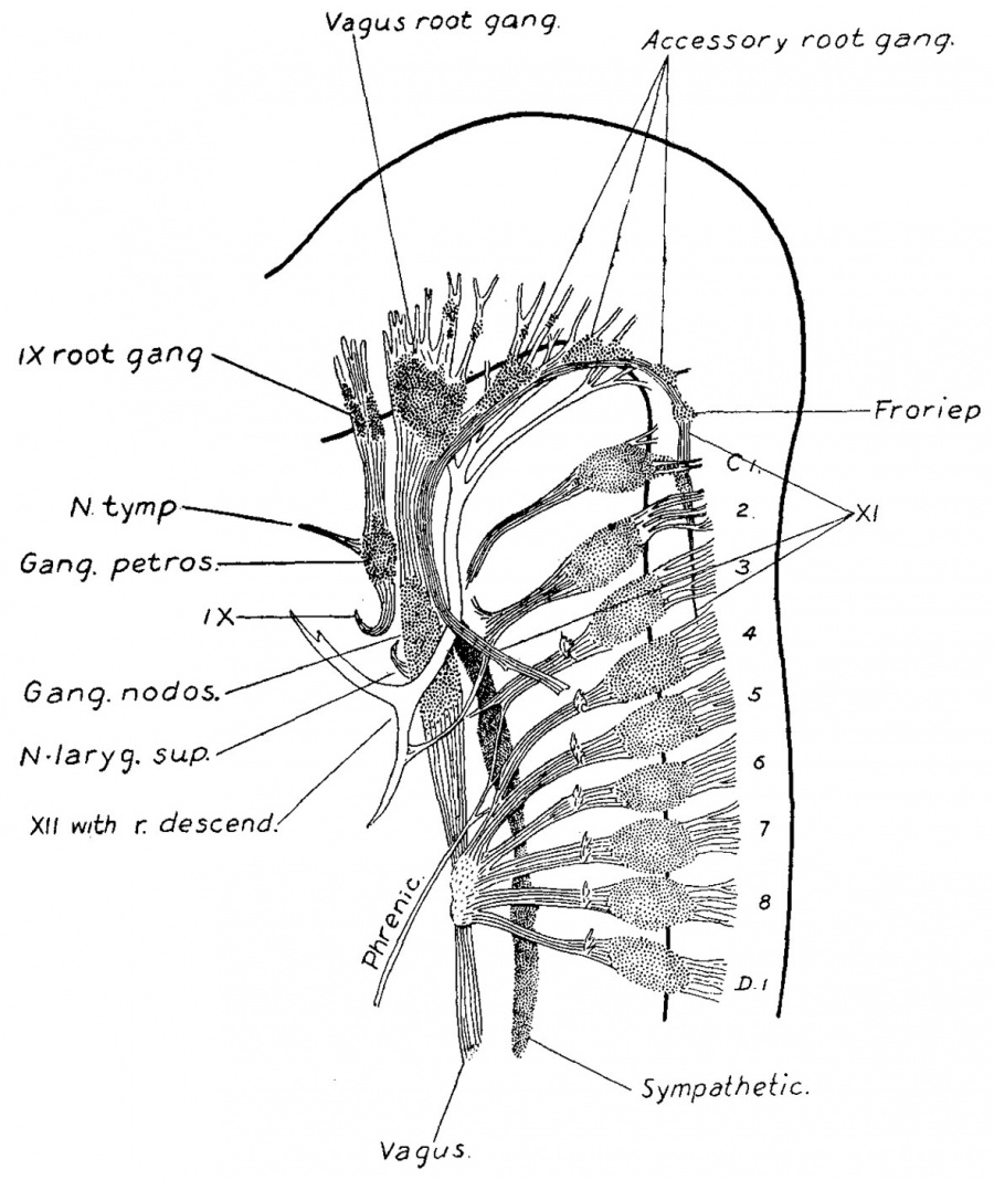 Paper - The Development of the Cranial and Spinal Nerves in the ...