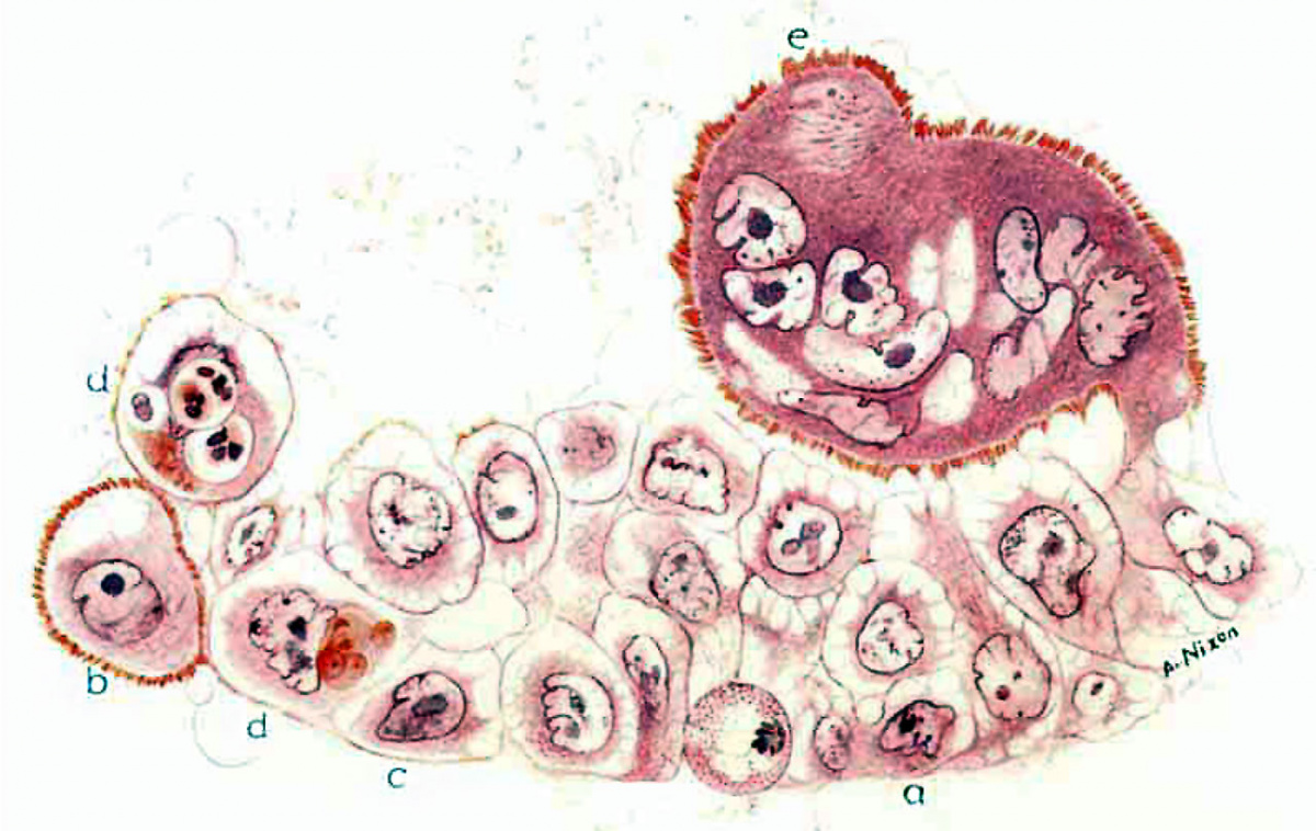 Paper - A normal human ovum in a stage preceding the primitive streak ...