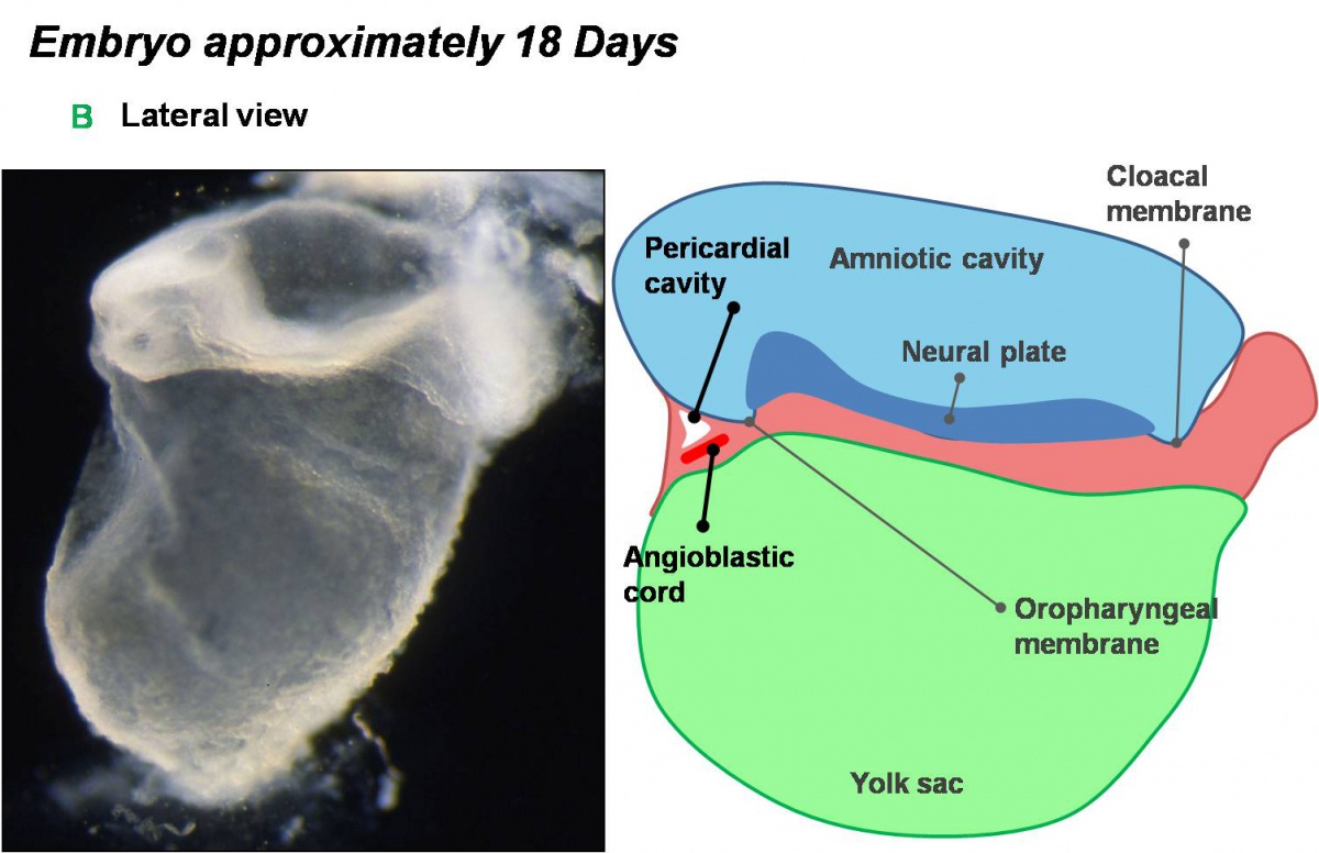 Intermediate - Primordial Heart Tube - Embryology