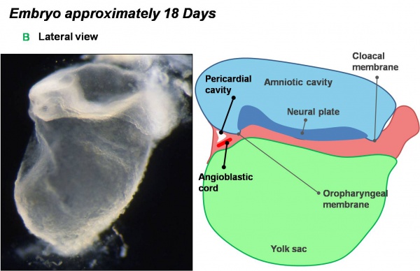 Intermediate - Primordial Heart Tube - Embryology