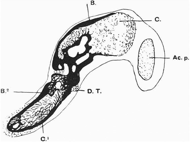 Paper - The development and ossification of the human clavicle - Embryology