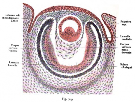 Embryology History - Julius Kollmann - Embryology