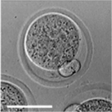 Mouse Development - Embryology