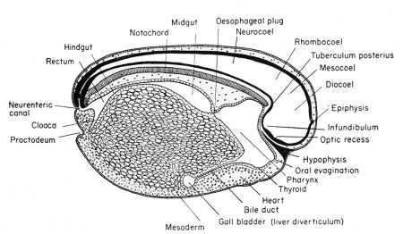 Book - The Frog Its Reproduction and Development 8 - Embryology