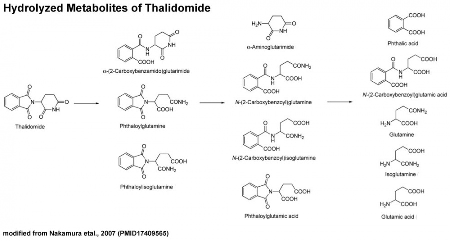 Abnormal Development - Thalidomide - Embryology