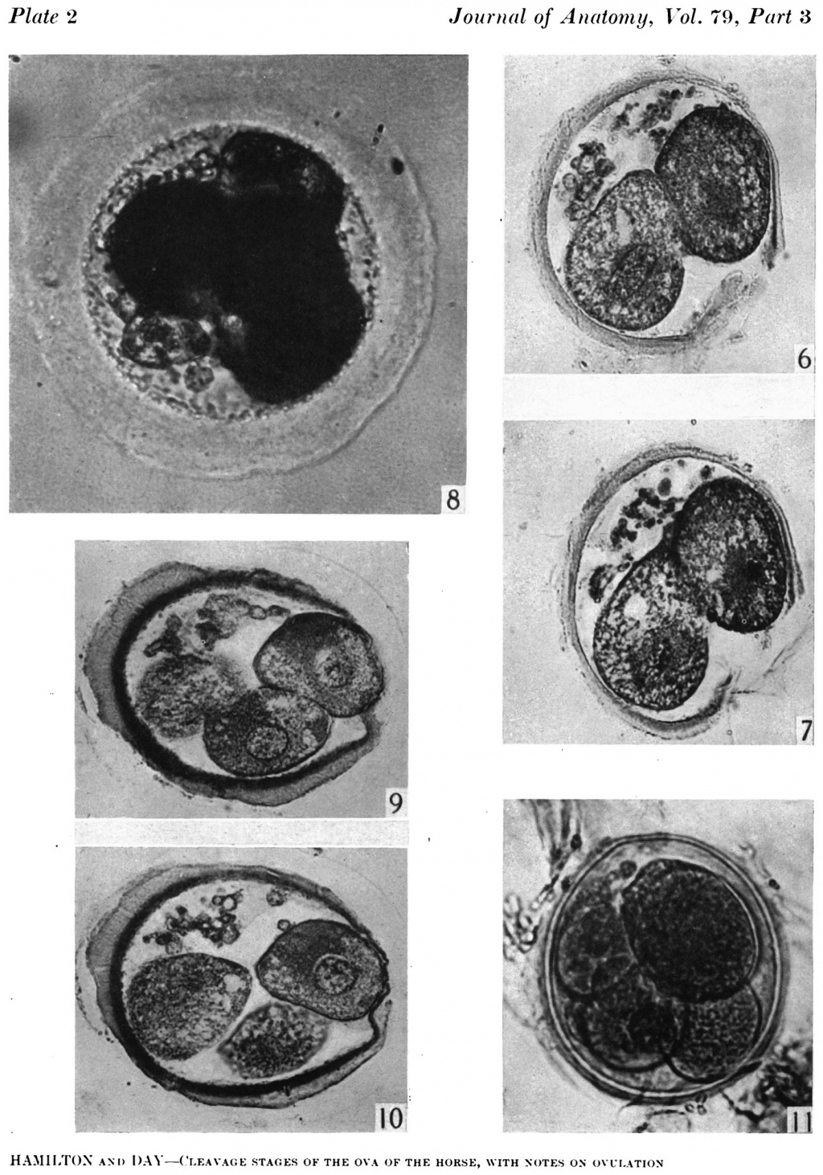 Horse Development - Embryology