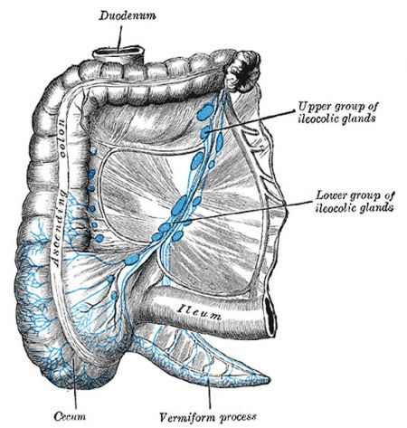 Gastrointestinal Tract - Intestine Development - Embryology