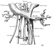 Cardiovascular - Venous Development - Embryology