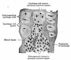 Cartilage Histology - Embryology