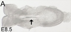 Mouse Development - Embryology
