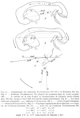 Embryology History - Wilhelm Roux - Embryology