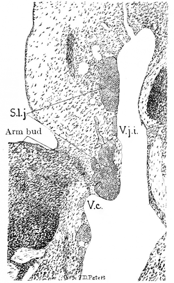 Book - Manual of Human Embryology 18-8 - Embryology
