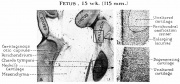 Hearing - Middle Ear Development - Embryology