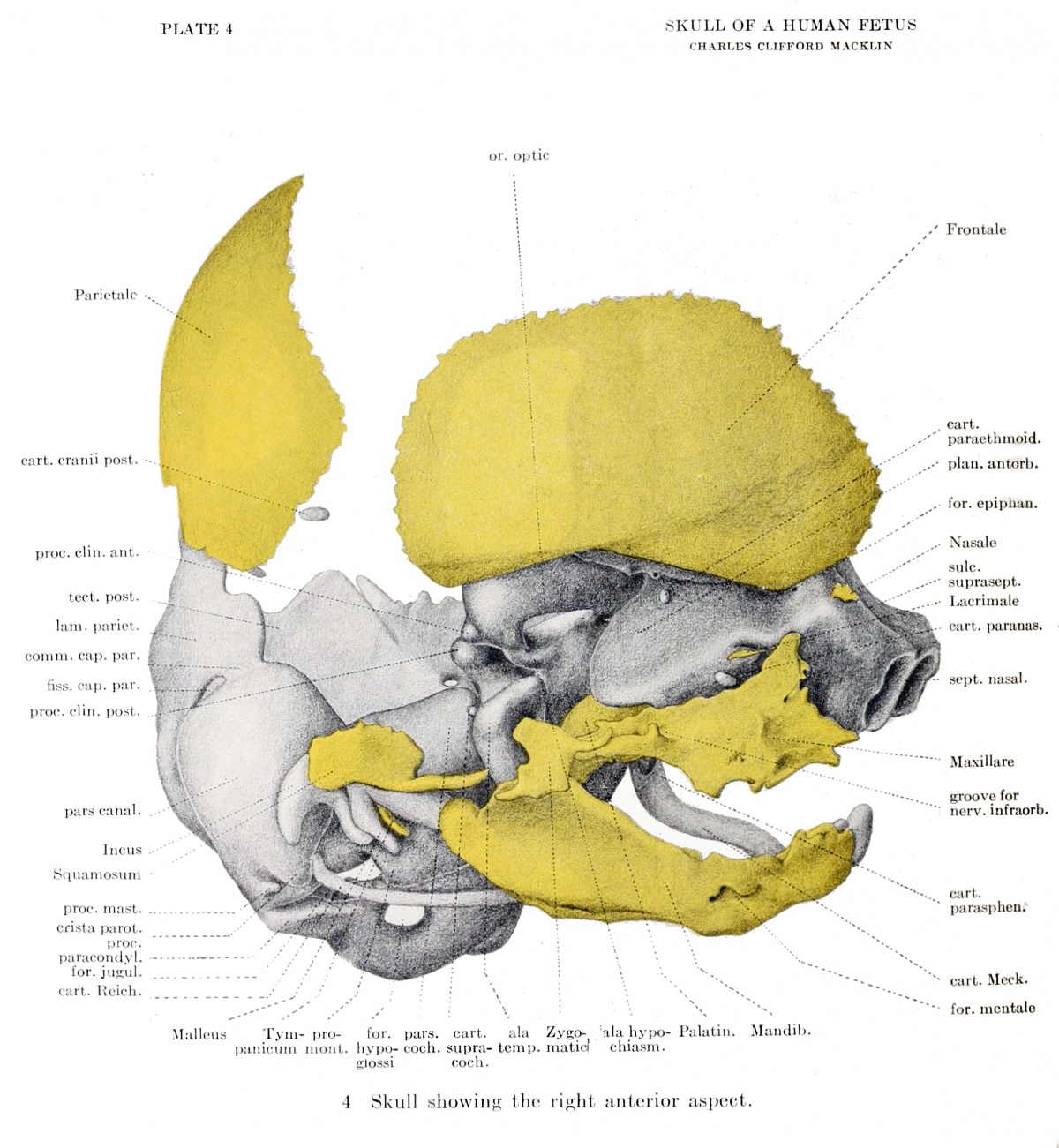 Paper - The skull of a human fetus of 40 mm 1 - Embryology