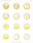 Paper - The Organization and Cell-Lineage of the Ascidian Egg - Embryology