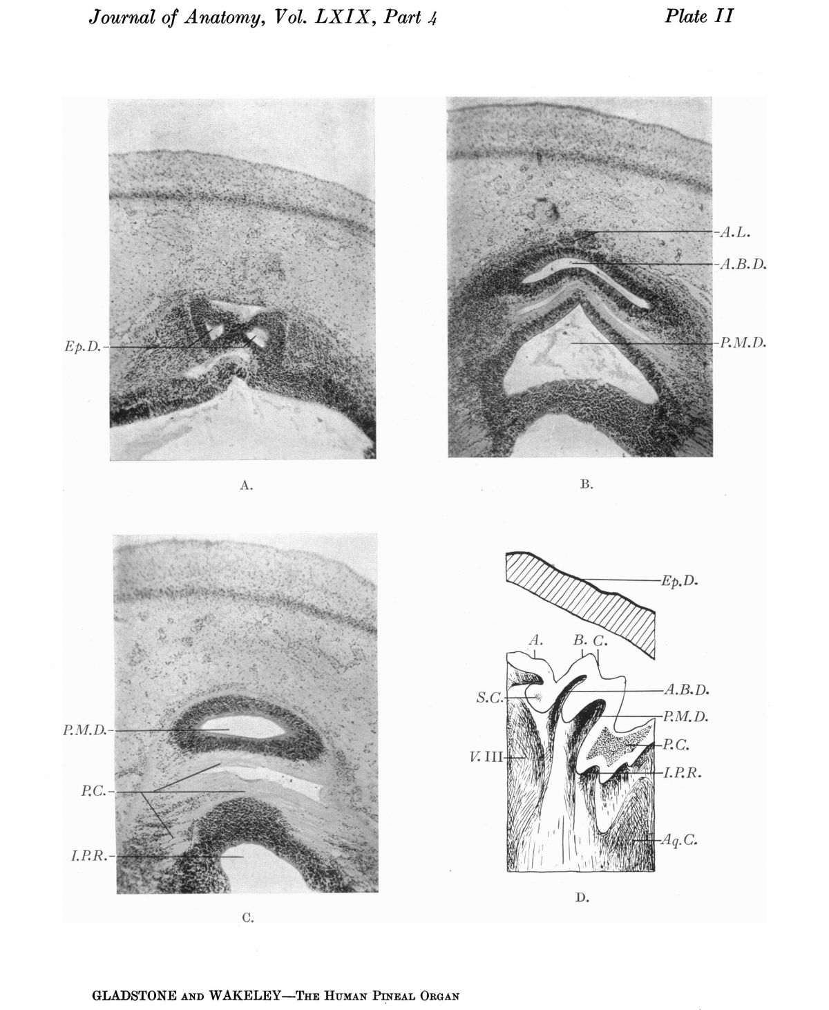 Paper - Development and histogenesis of the human pineal organ (1935 ...