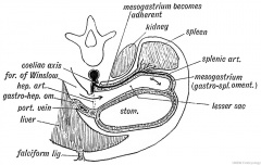 Category:Coelomic Cavity - Embryology