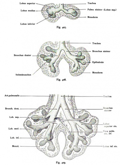 Embryology History - Julius Kollmann - Embryology