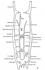 Cardiovascular - Venous Development - Embryology