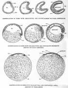 Book - The Early Embryology of the Chick - Figures - Embryology