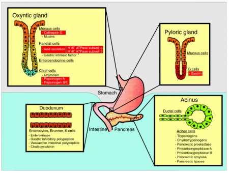 Platypus Development - Embryology
