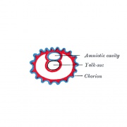 Coelomic Cavity Development - Embryology