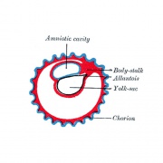 Coelomic Cavity Development - Embryology