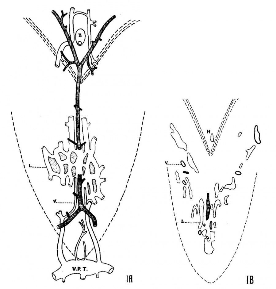 Paper - The developmental significance of the mammalian pharyngeal ...