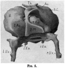 Paper - Description of a Human Embryo of 13-14 Mesodermic Somites ...