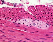 Smooth Muscle Histology - Embryology