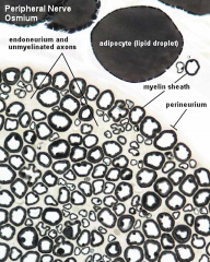 Histology Stains - Embryology