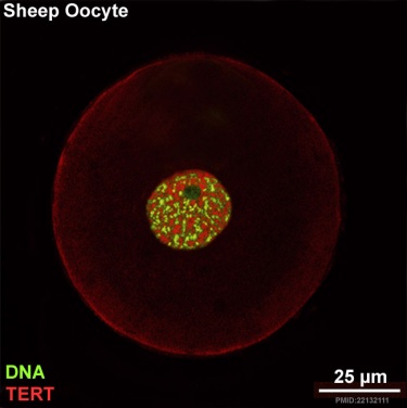 In Vitro Oogenesis - Embryology