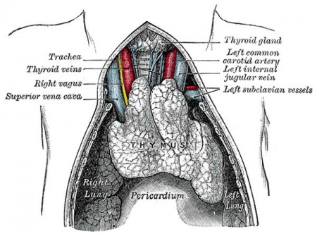 Thymus Development - Embryology