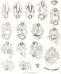 Book - Normal plates of the development of the human embryo (1908 ...