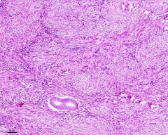 Smooth Muscle Histology - Embryology