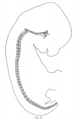 Notochord - Embryology