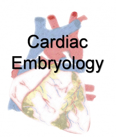 Cardiac Embryology - Embryology