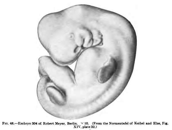 Book - Manual of Human Embryology 6 - Embryology