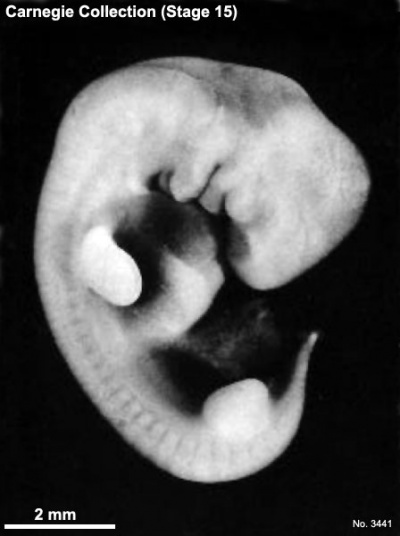 Carnegie stage 15 - Embryology